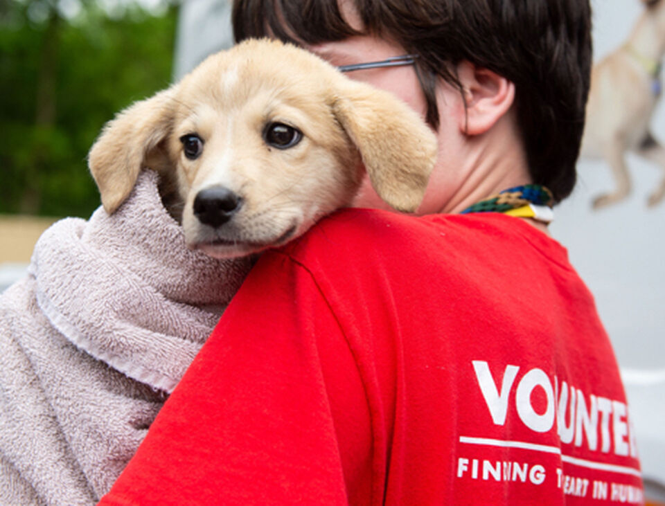 Brandywine Valley SPCA | Volunteer (DC)