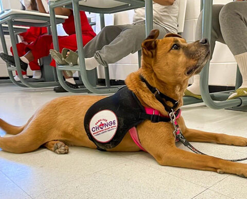 Brandywine Valley SPCA | Therapy Pets