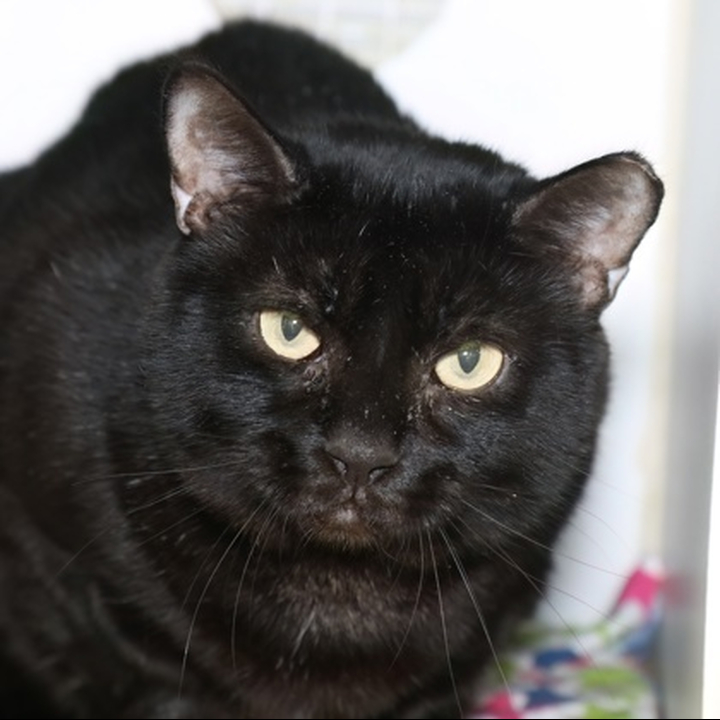 Brandywine Valley SPCA | Stinky Moo