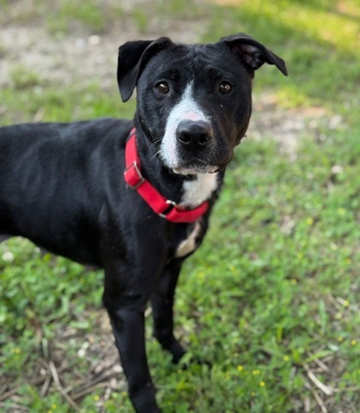 Brandywine Valley SPCA | Adopt a Dog (DC)