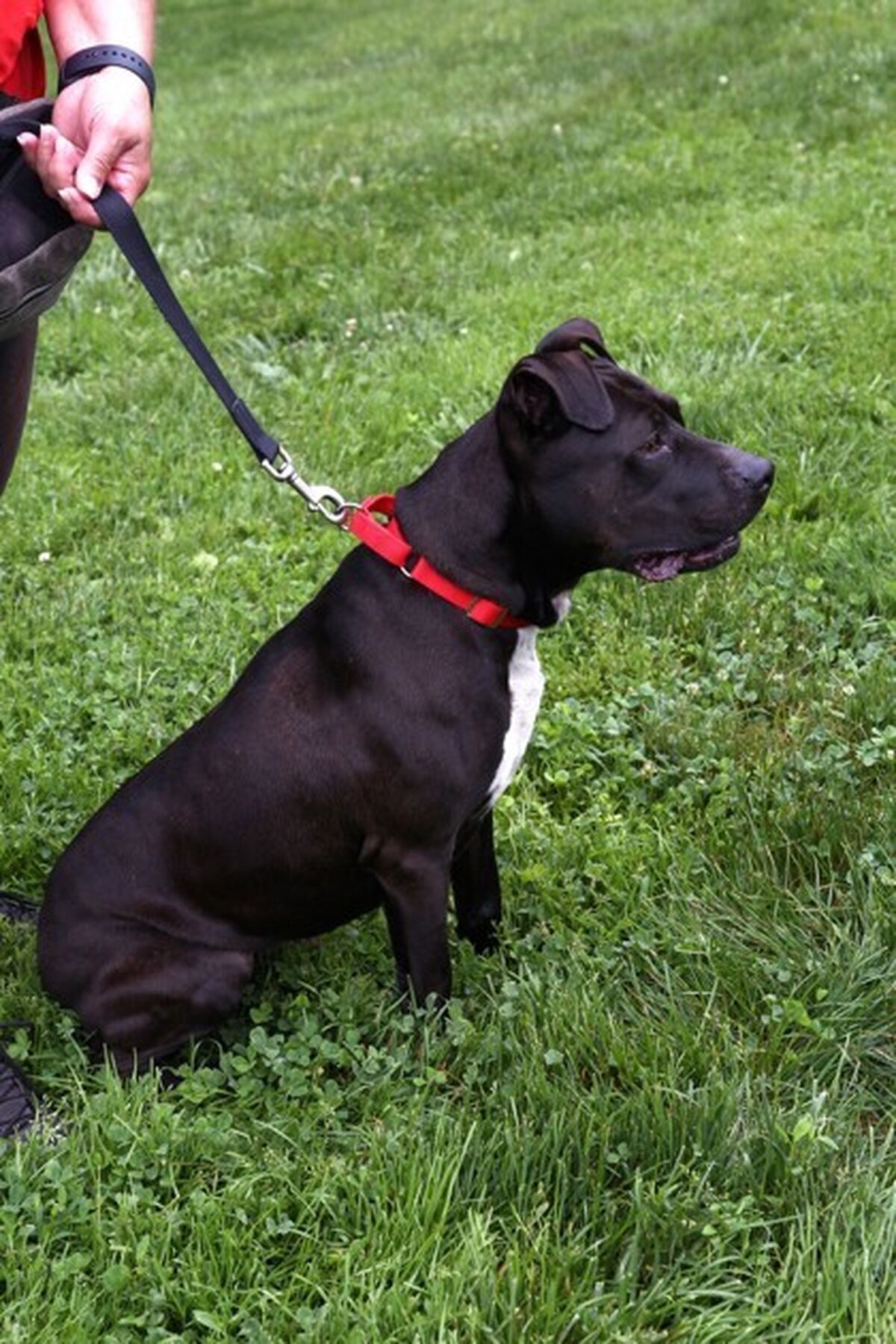 Brandywine Valley SPCA | Spade