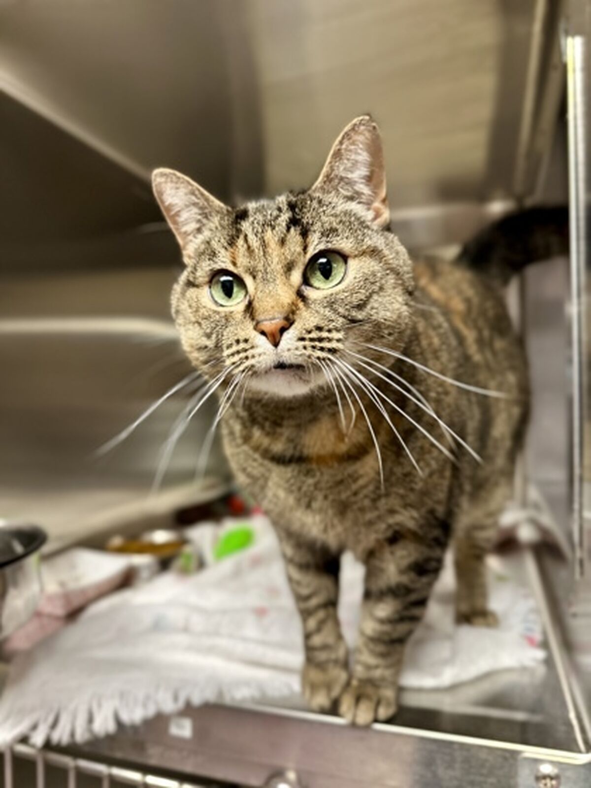 Brandywine Valley SPCA | Cleo