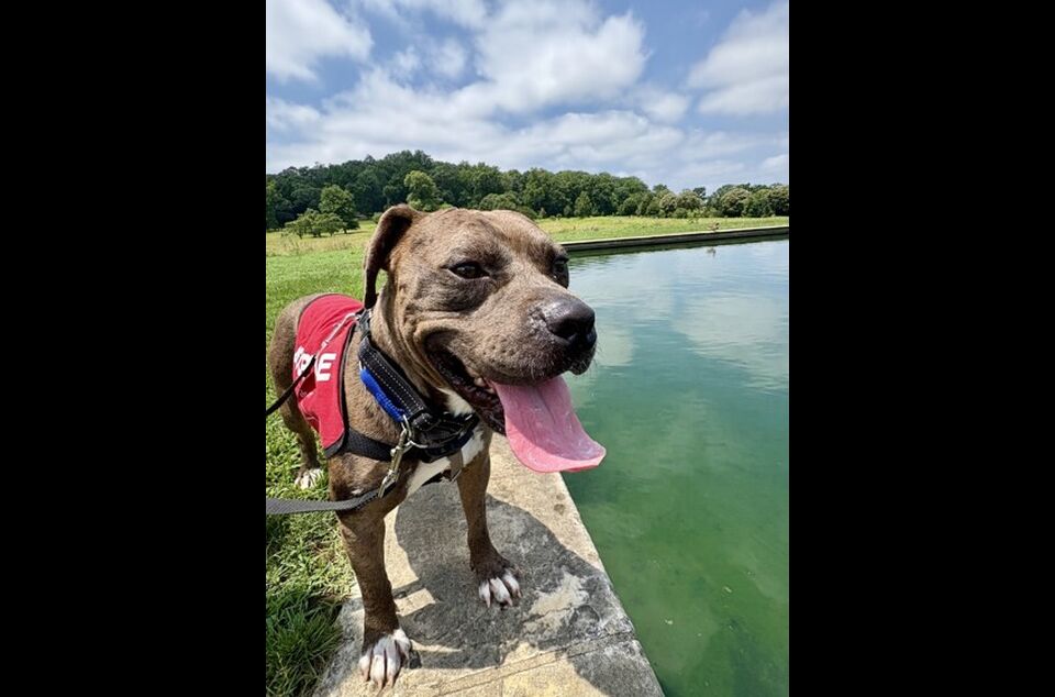 Brandywine Valley SPCA | Adopt a Dog (DC)