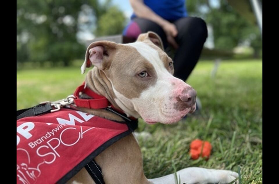 Brandywine Valley SPCA | Adopt a Dog (DC)