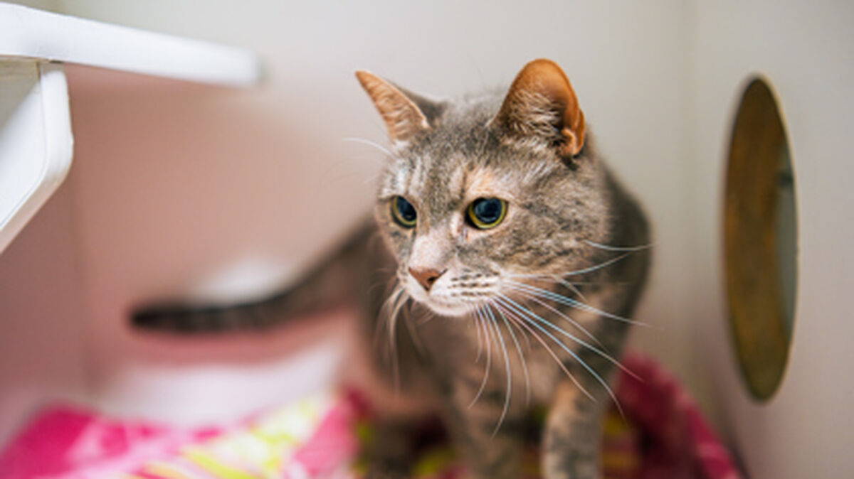 Brandywine Valley SPCA | Beau fka Honey-garlic Chicken