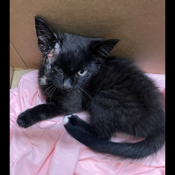 Brandywine Valley SPCA | Trix