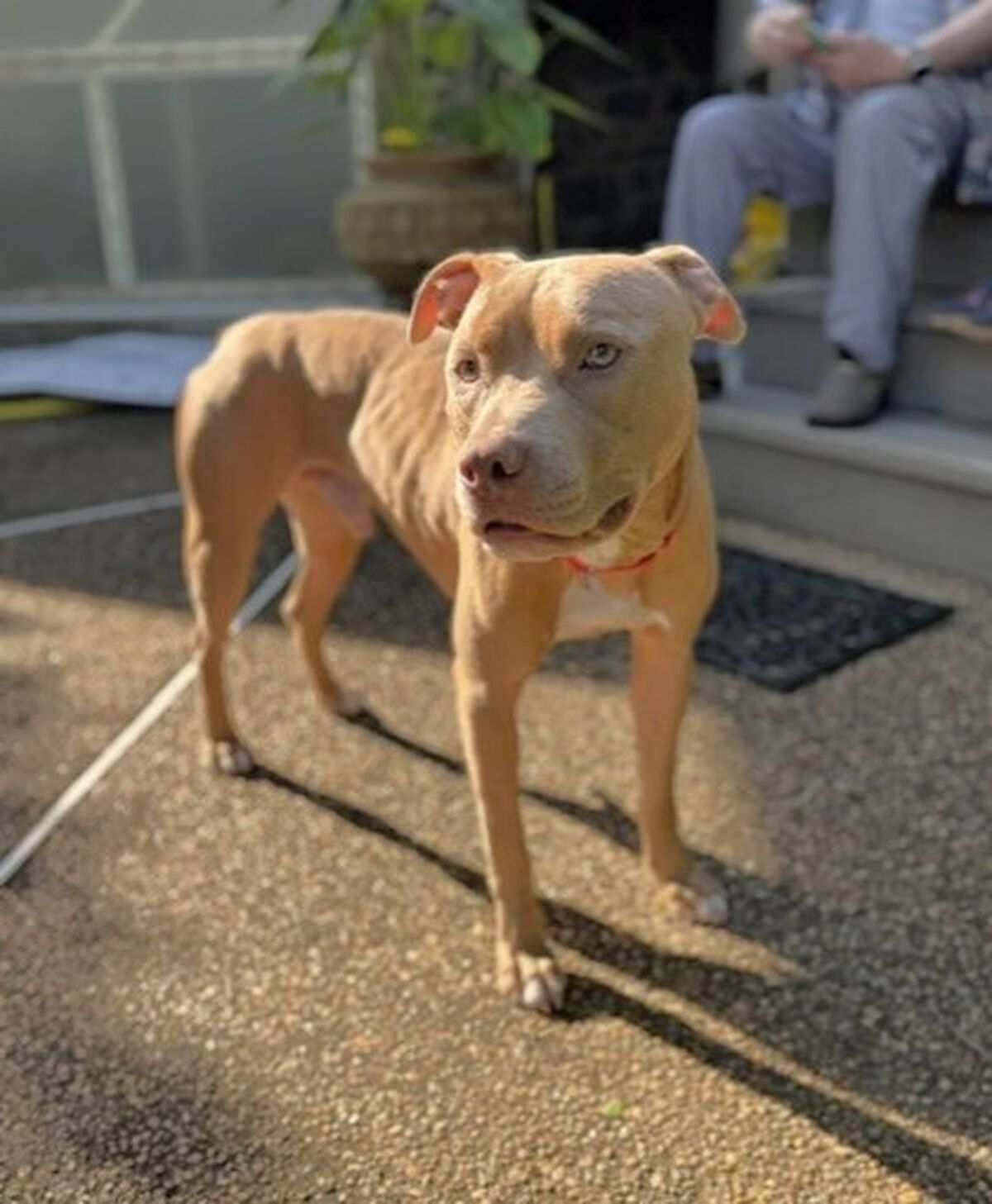 Brandywine Valley SPCA | Dom Dom