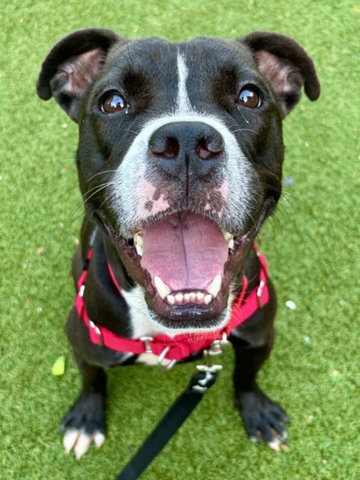 Brandywine Valley SPCA | Gidget