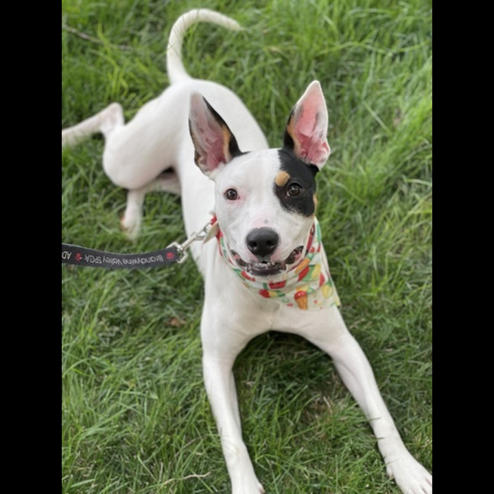 Brandywine Valley SPCA | Koko fka Buffy