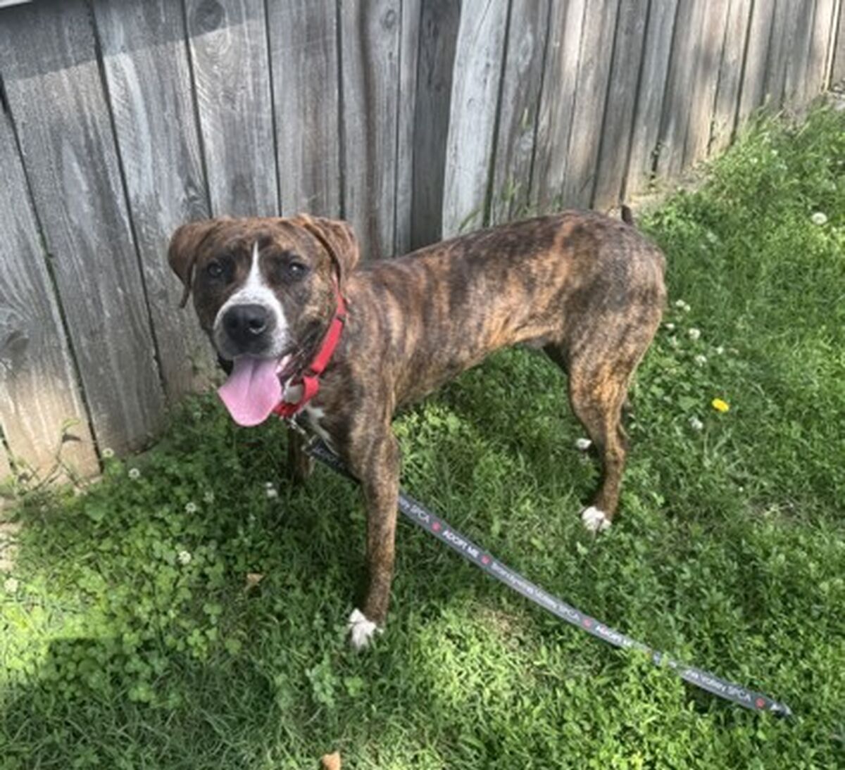 Brandywine Valley SPCA | Spike