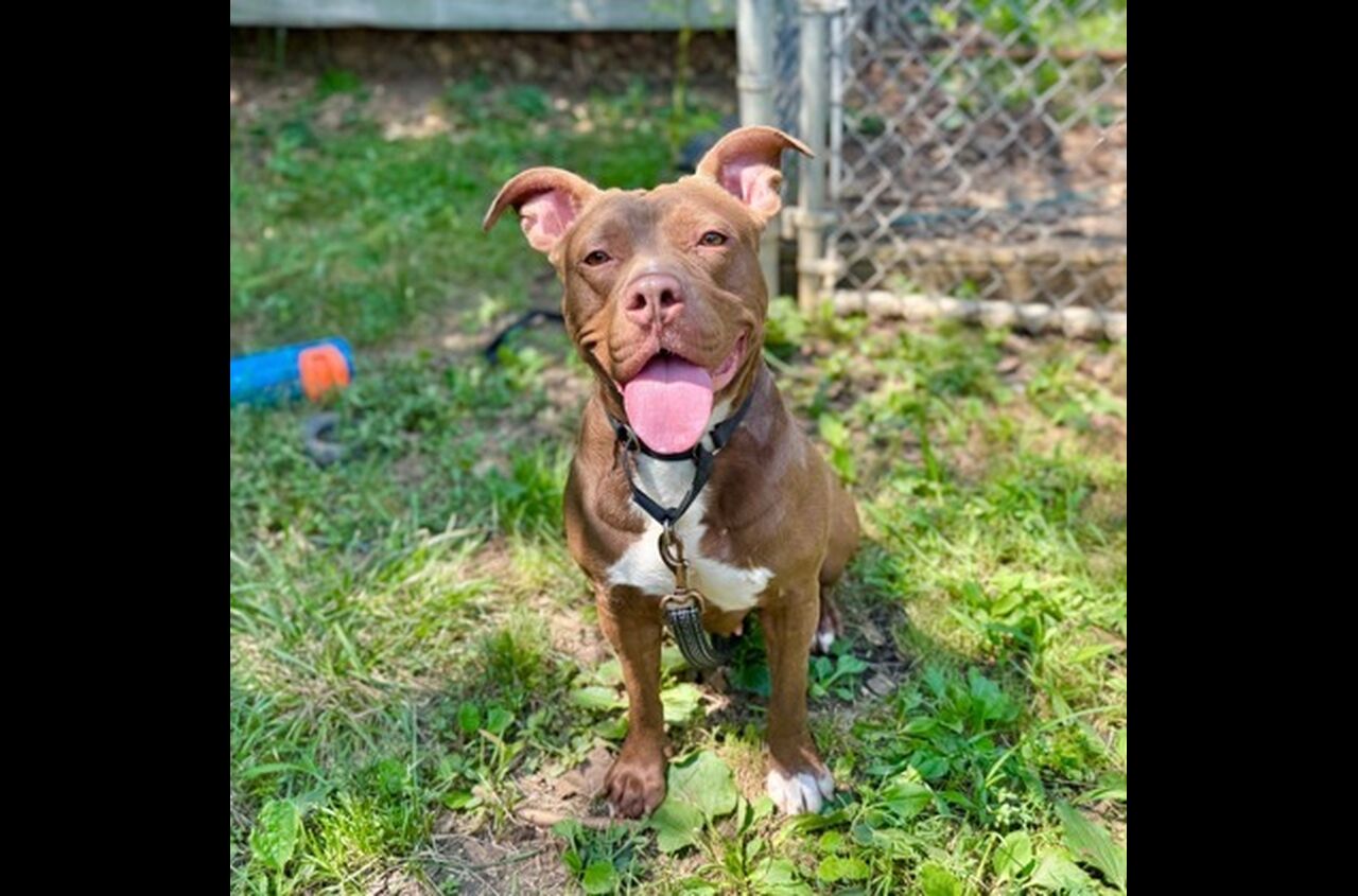 Brandywine Valley SPCA | Adopt a Dog (DC)