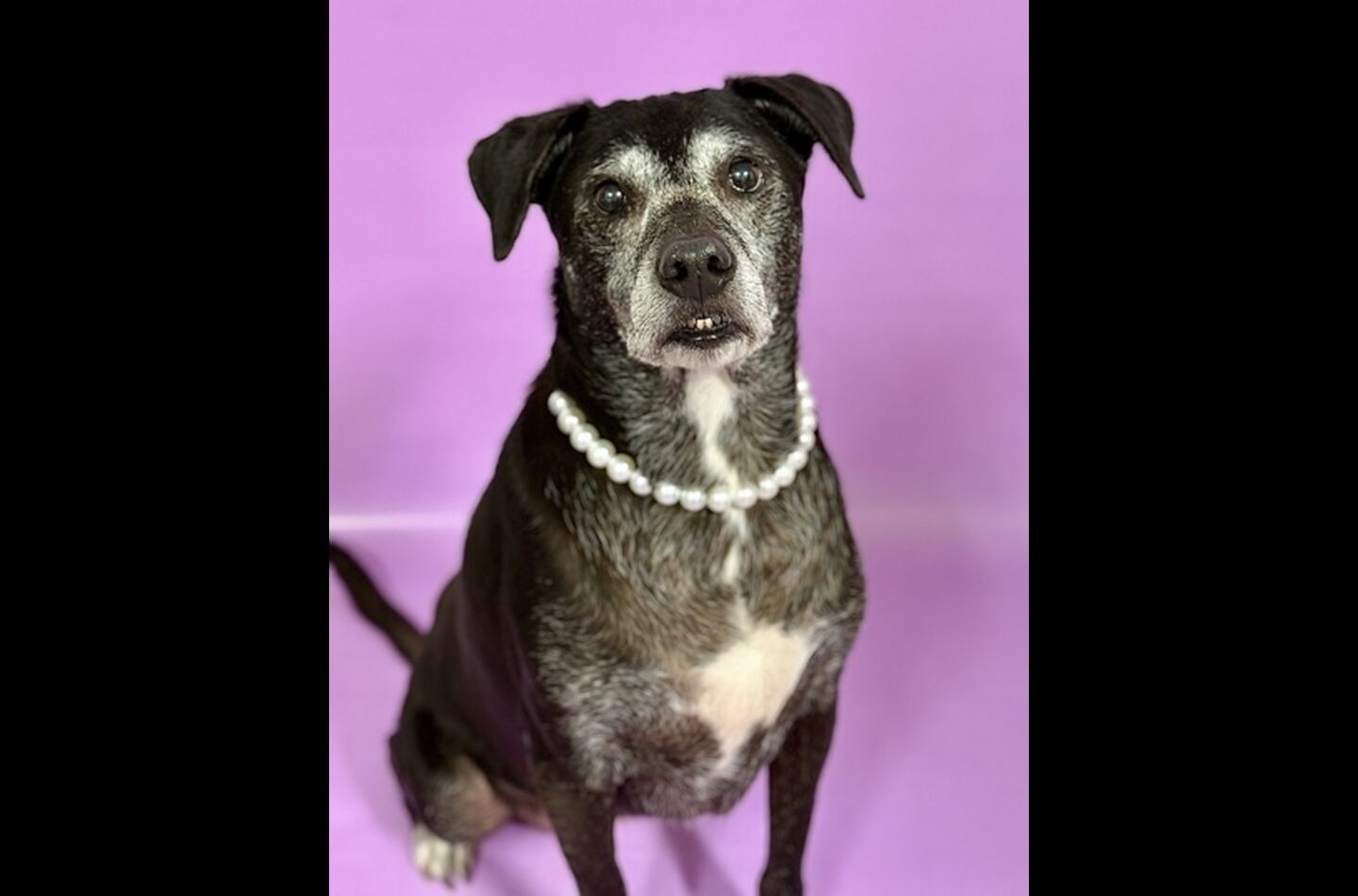 Brandywine Valley SPCA | Adopt a Dog (DC)