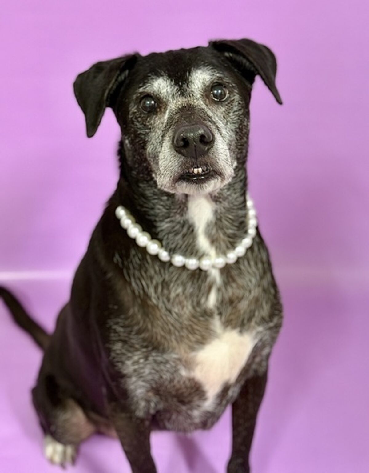 Brandywine Valley SPCA | Adopt a Dog (DC)