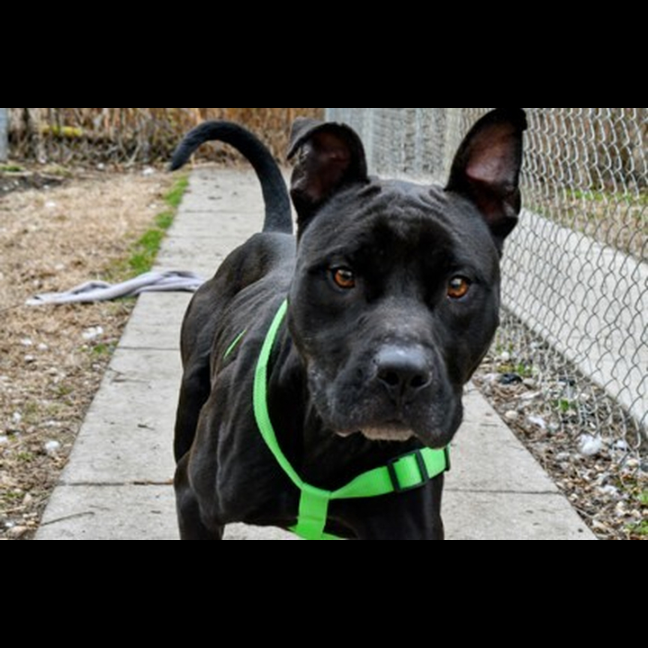 Brandywine Valley SPCA | Flint