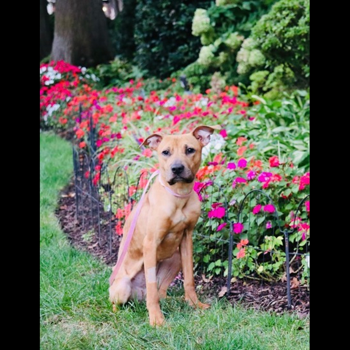 Brandywine Valley SPCA | Phoenix