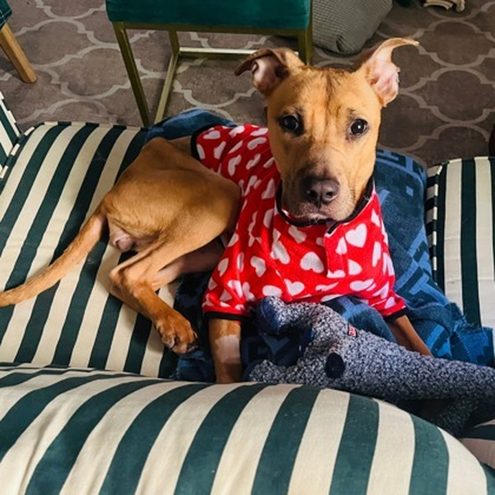 Brandywine Valley SPCA | Phoenix