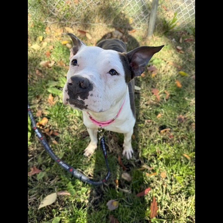 Brandywine Valley SPCA | Claudia