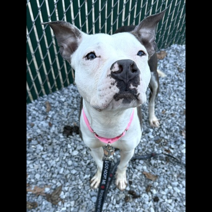 Brandywine Valley SPCA | Claudia