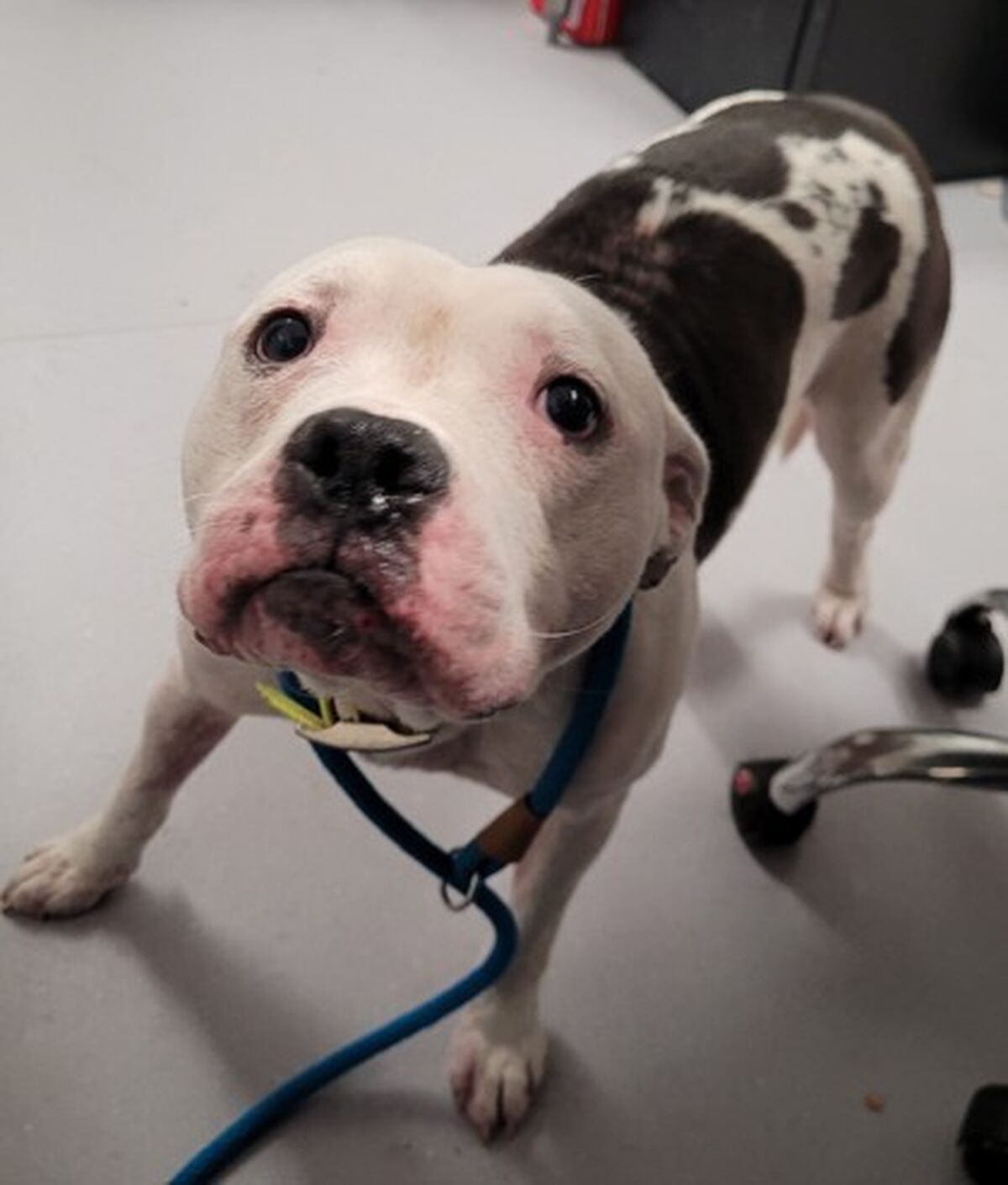 Brandywine Valley SPCA | Minnie Mouse