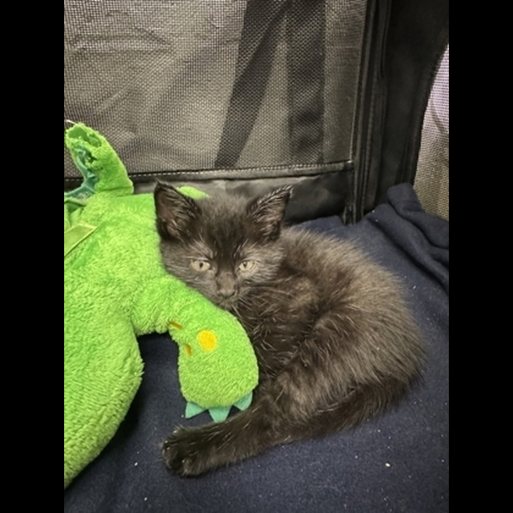 Brandywine Valley SPCA | Lentil Soup