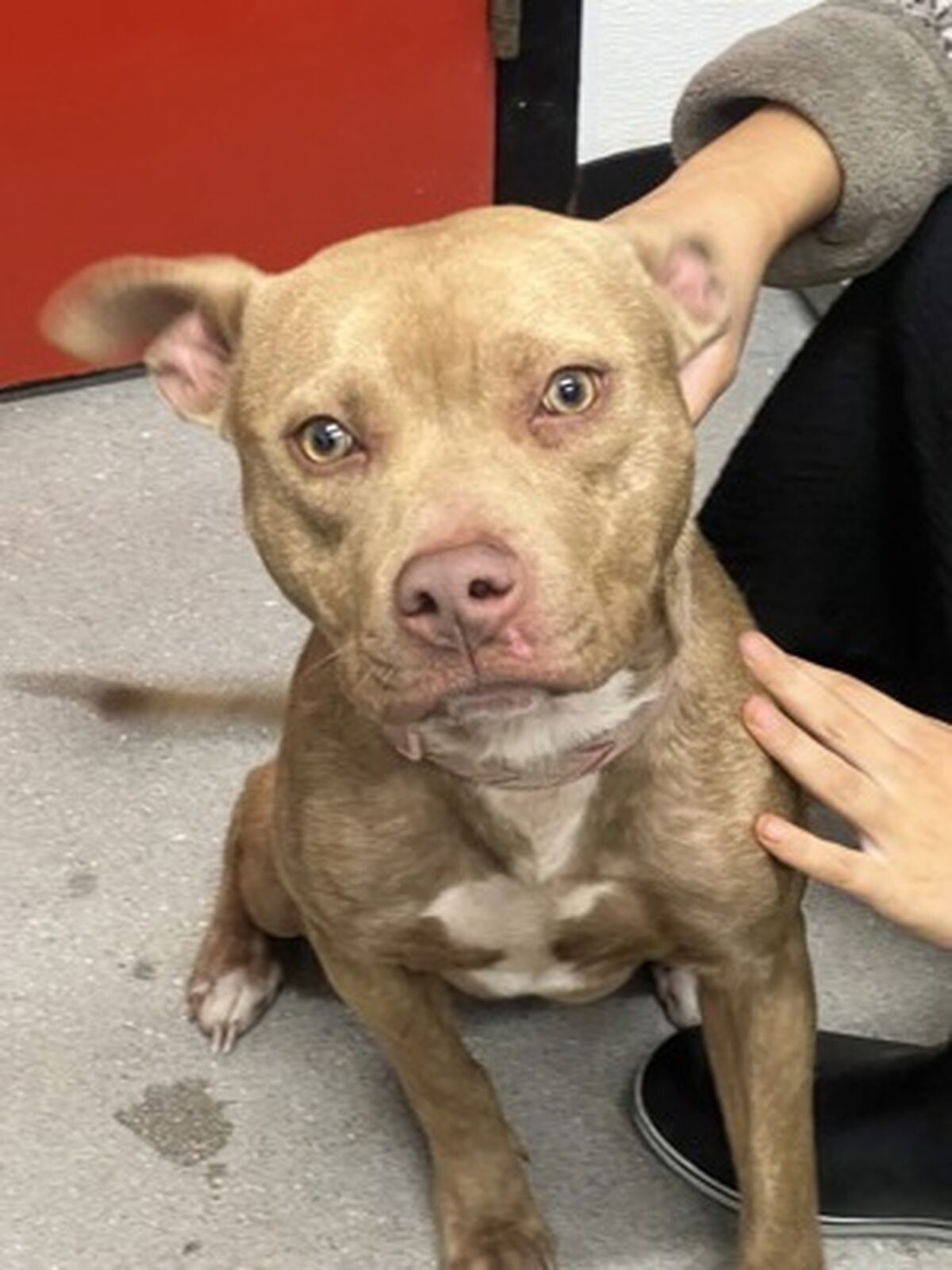 Brandywine Valley SPCA | Chevy