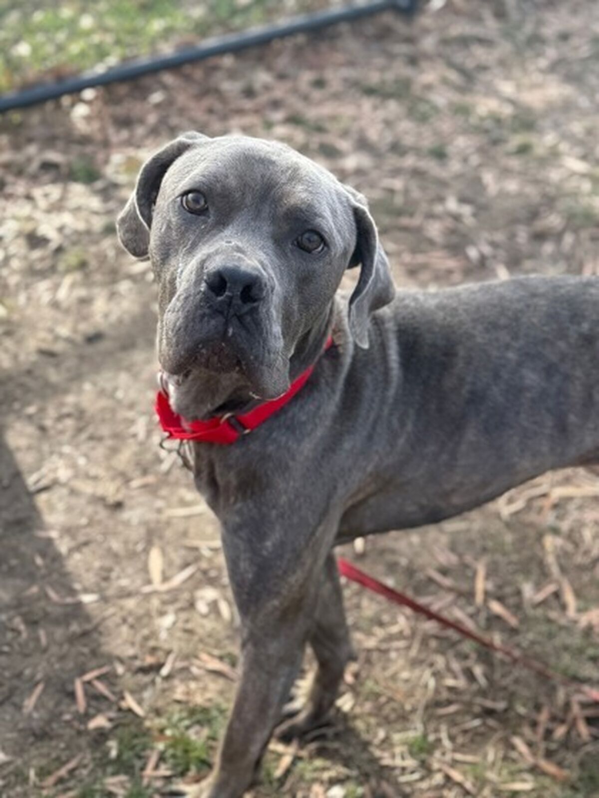 Brandywine Valley SPCA | Adopt a Dog (DC)