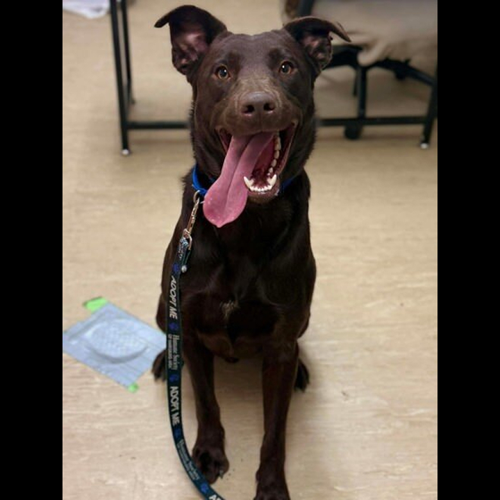 Brandywine Valley SPCA | King Tide