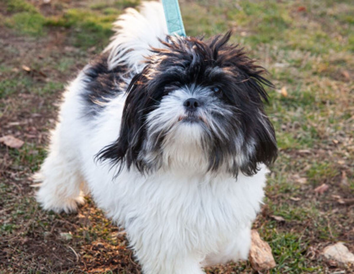 Brandywine Valley SPCA | Lucy Fka Margo