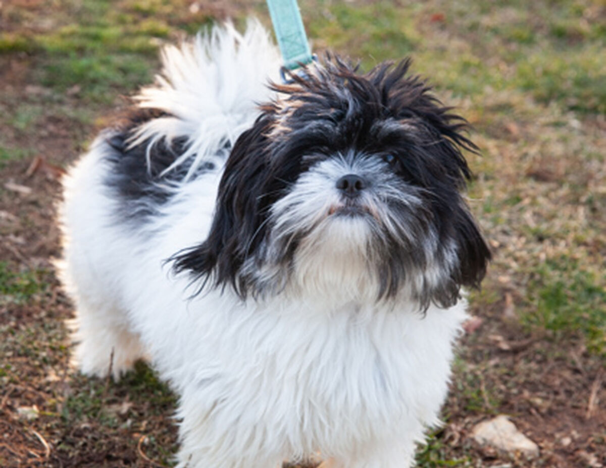 Brandywine Valley SPCA | Lucy Fka Margo