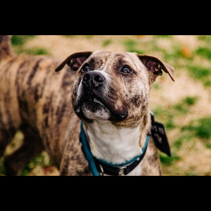 Brandywine Valley SPCA | Jason
