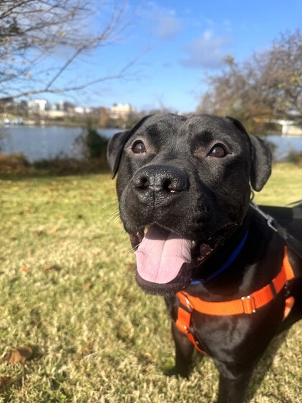 Brandywine Valley SPCA | Kingsley