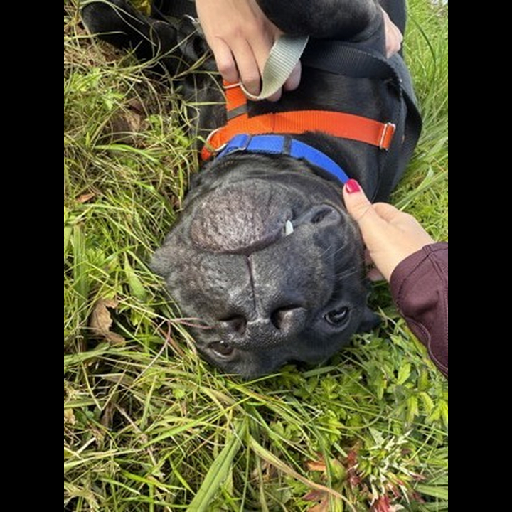 Brandywine Valley SPCA | Kingsley