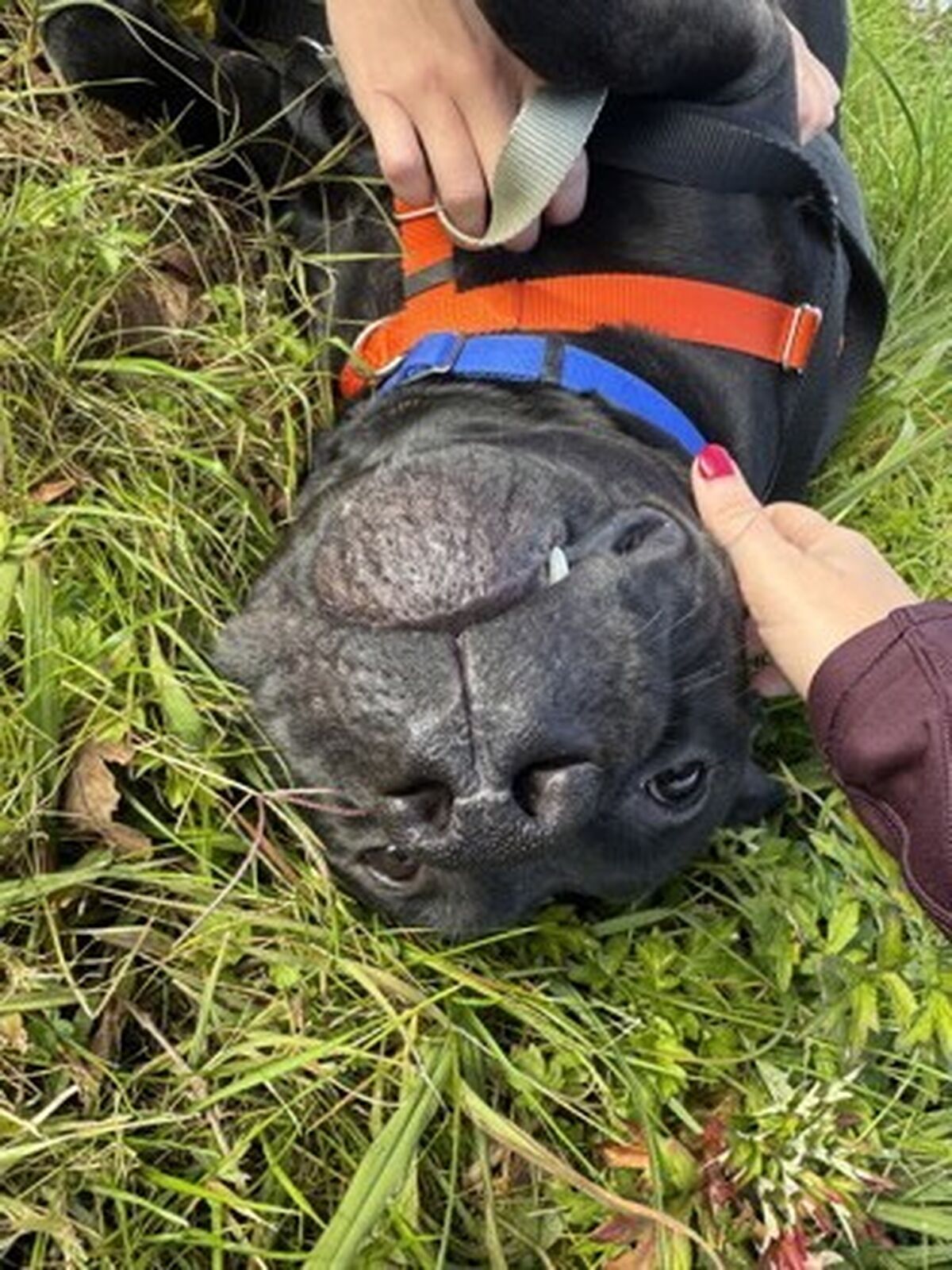 Brandywine Valley SPCA | Kingsley