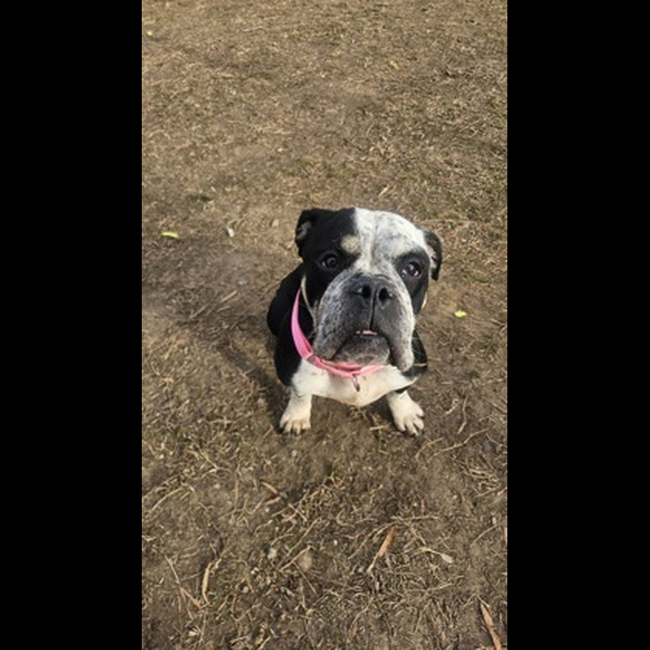 Brandywine Valley SPCA | Simone