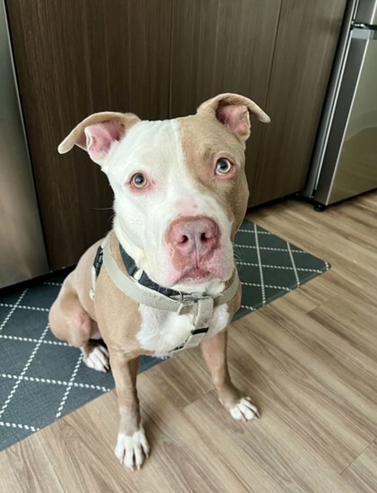 Brandywine Valley SPCA | Chessie