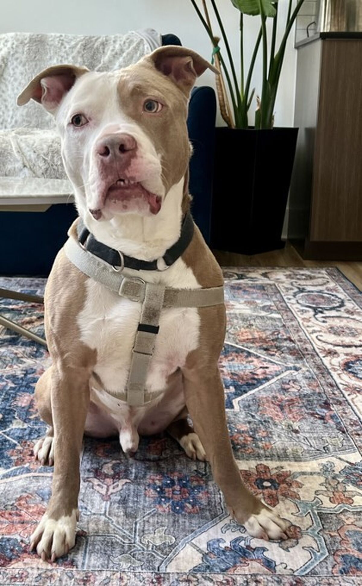 Brandywine Valley SPCA | Chessie