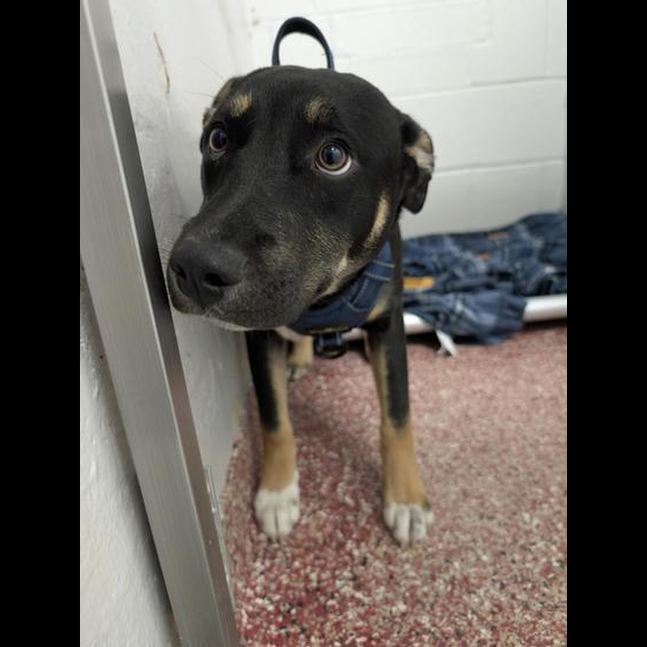 Brandywine Valley SPCA | Buddy fka Benji