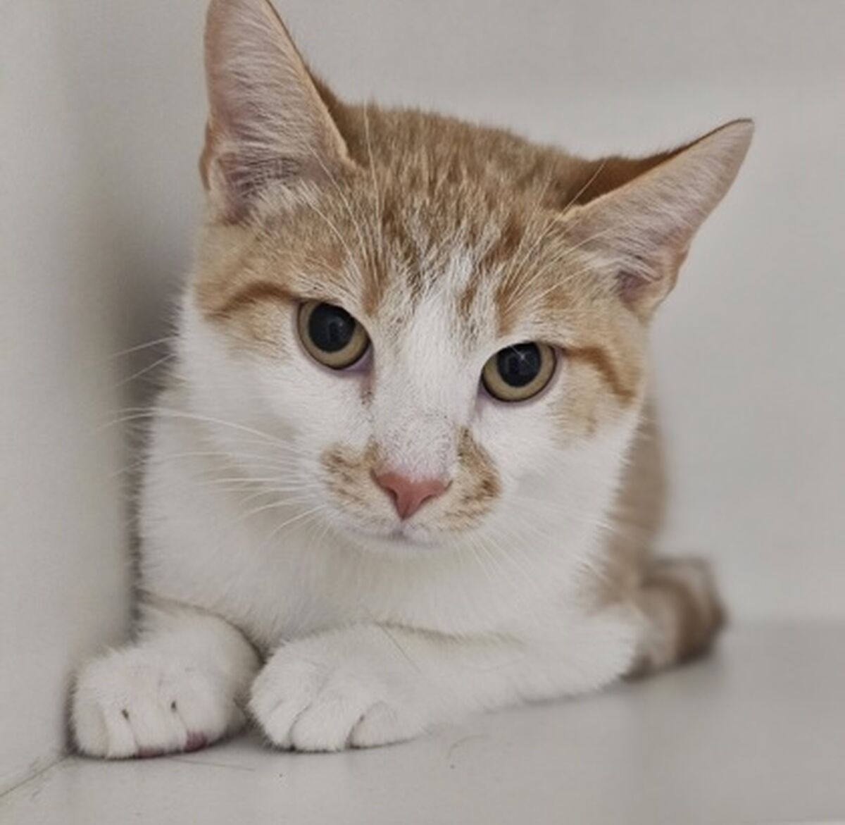 Brandywine Valley SPCA | Jamie fka Kitten 3