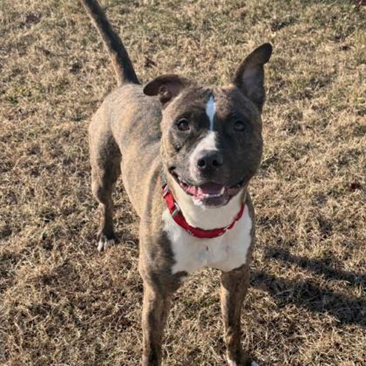Brandywine Valley SPCA | Billy