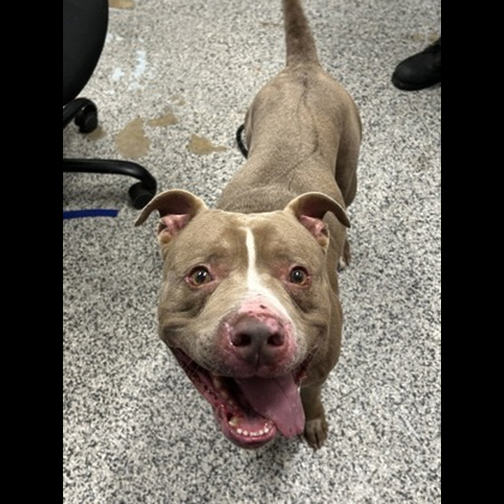 Brandywine Valley SPCA | Cash FKA Quagmire