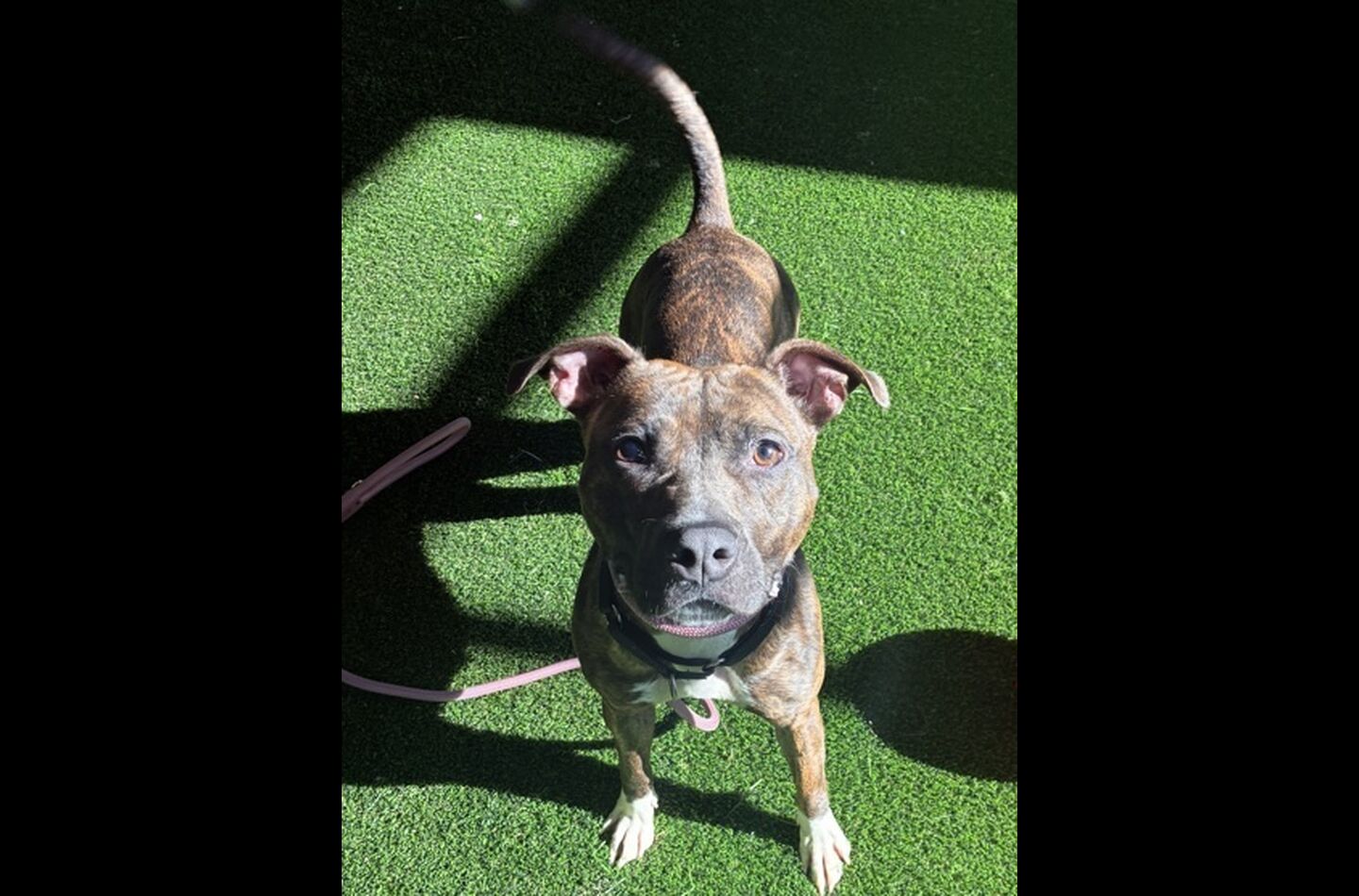 Brandywine Valley SPCA | Adopt a Dog (DC)