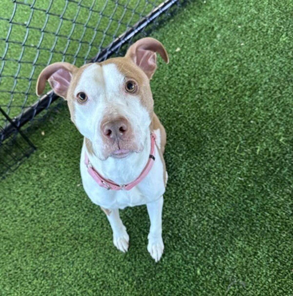 Brandywine Valley SPCA | Mya