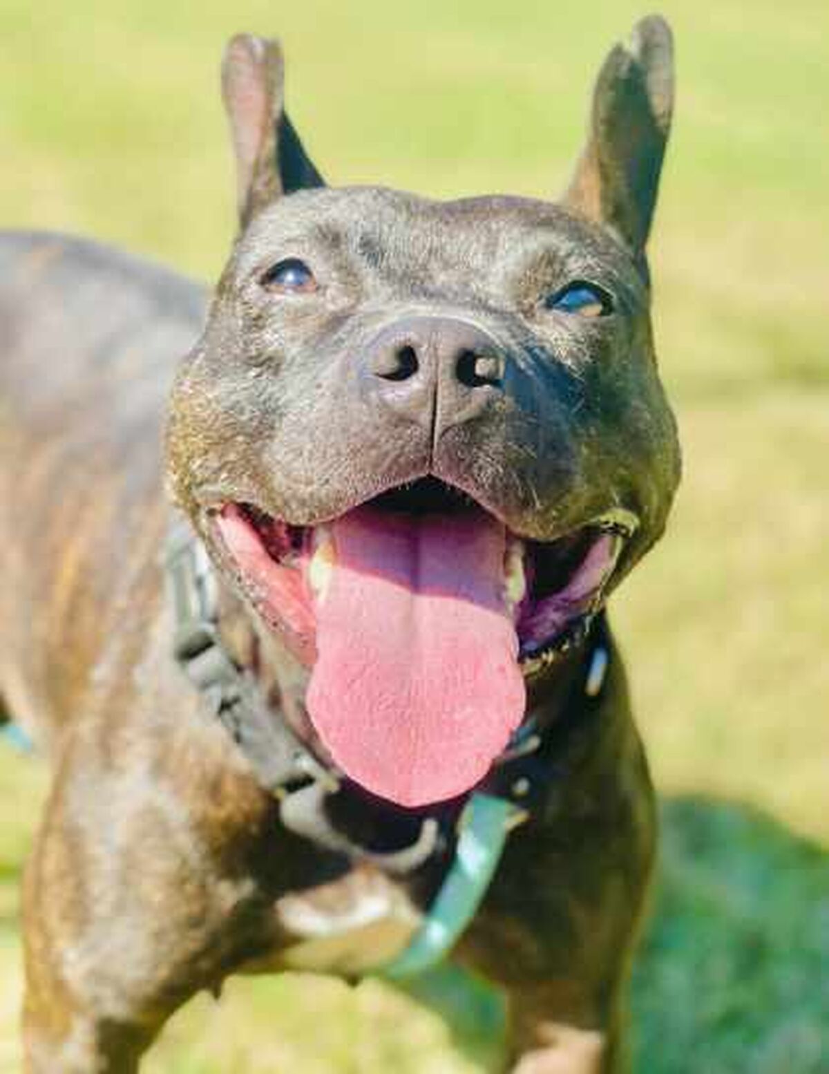 Brandywine Valley SPCA | Mary-Kate fka Dog 3