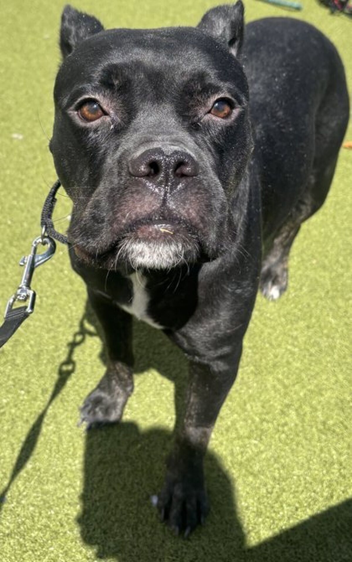 Brandywine Valley SPCA | Pookie Bookie
