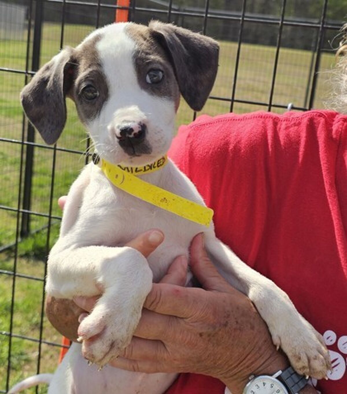 Brandywine Valley SPCA | Mildred