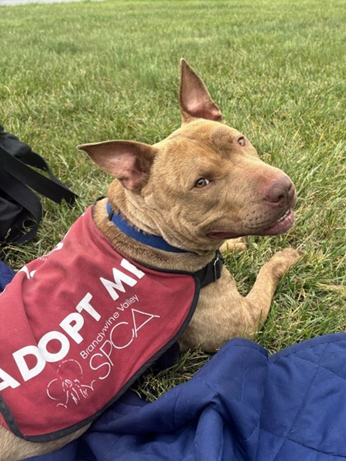 Brandywine Valley SPCA | Ajax