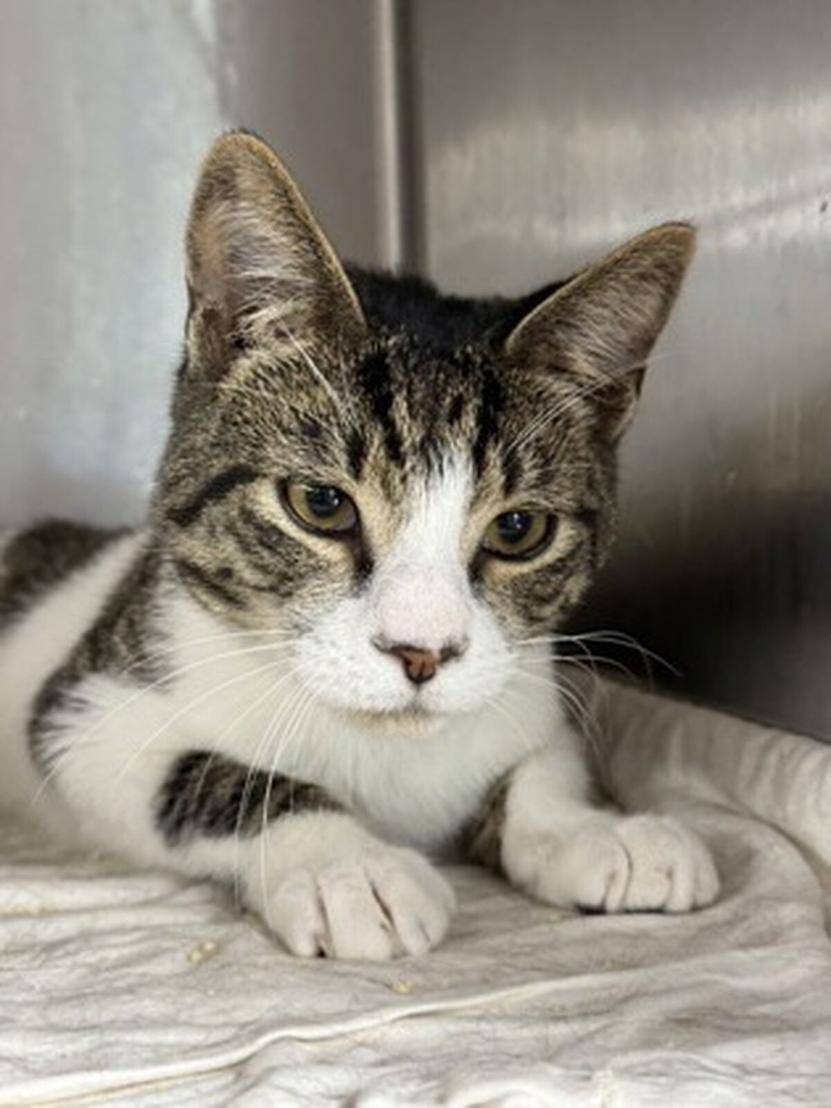 Brandywine Valley SPCA | Fuzz Lightyear