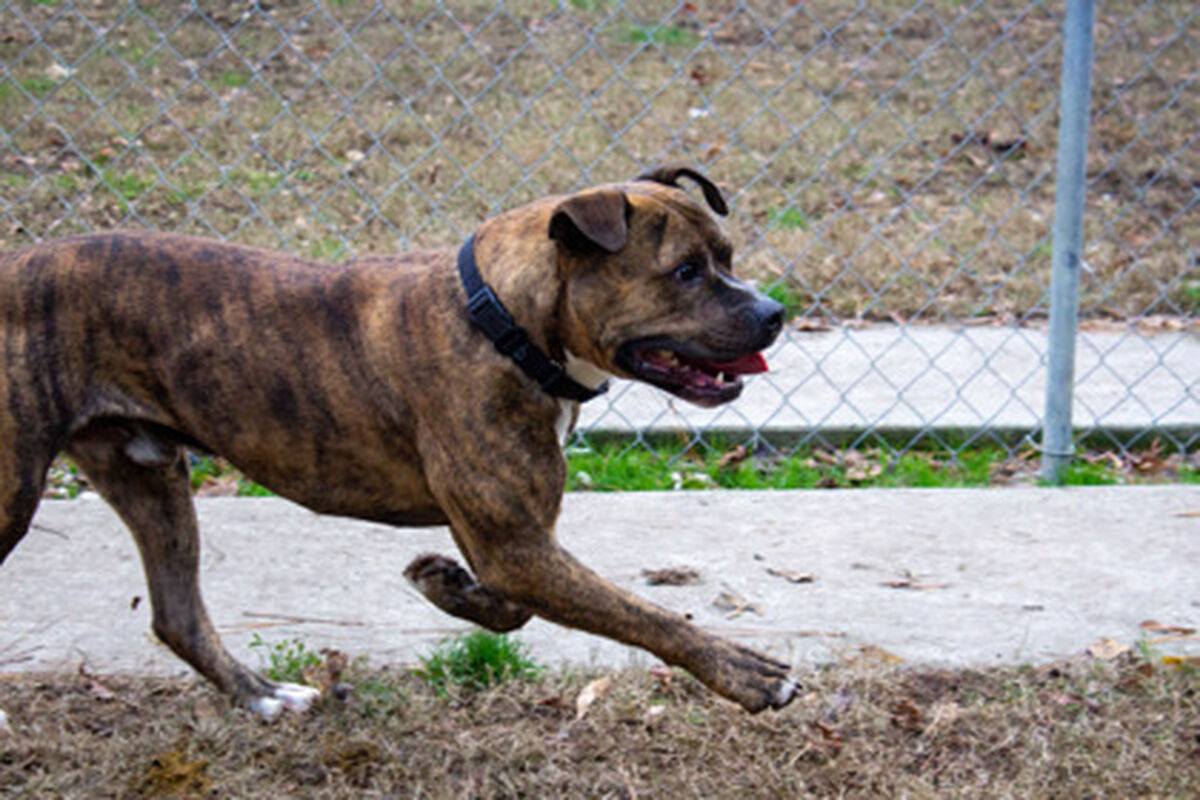 Brandywine Valley SPCA | Bear fka Meatloaf