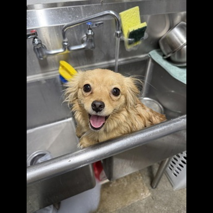 Brandywine Valley Spca Max Fka Merlin