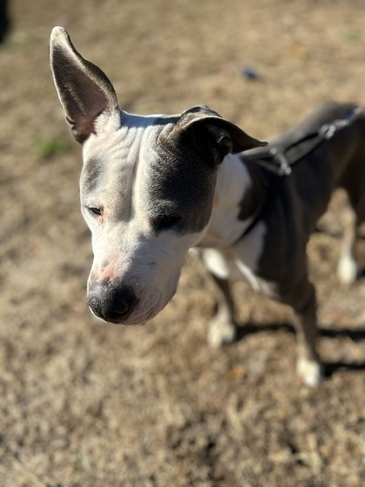 Brandywine Valley SPCA | Diamond